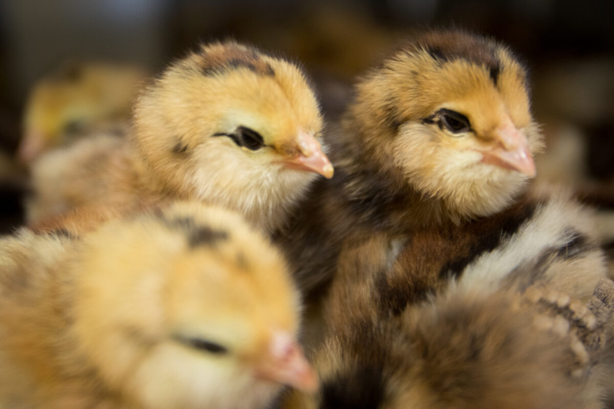 While now legal in Ogden, rogue chickens still fly under the city’s ...